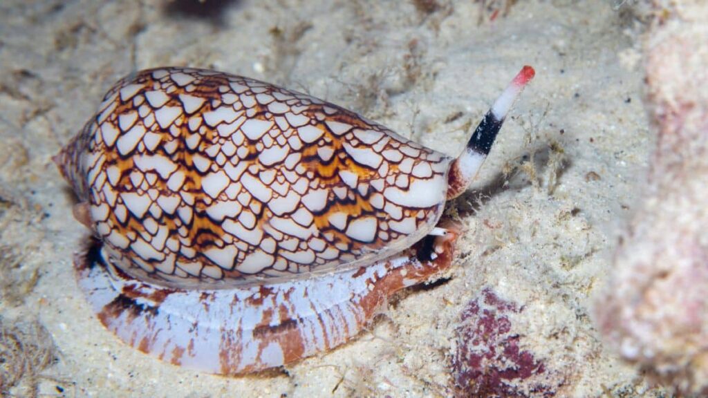 12 Deadly Creatures To Watch Out For On The Beach...And They're Not ...